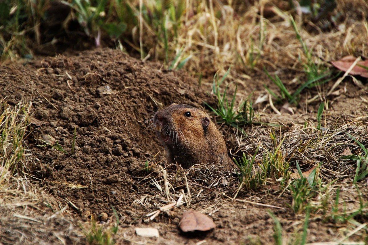 How to Get Rid of Gophers in Scottsdale, AZ | Greenleaf Pest Control