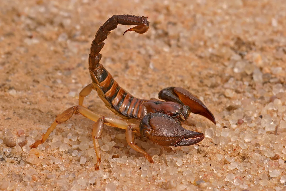 Types Of Scorpions In Arizona What To Do If Stung