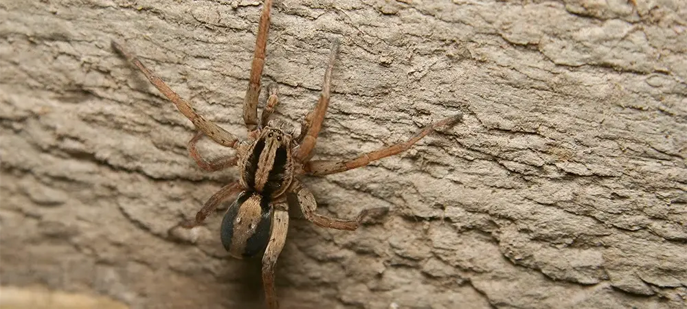Most Common Spiders in Arizona: ID Guide | Greenleaf Pest Control
