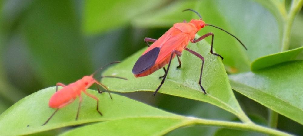 Boxelder Bugs in Surprise, AZ | Greenleaf Pest Control