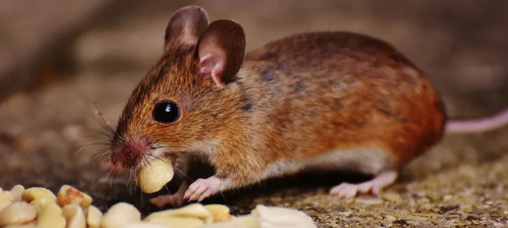 How to Get Rid of Mice and Rats | Greenleaf Pest Control